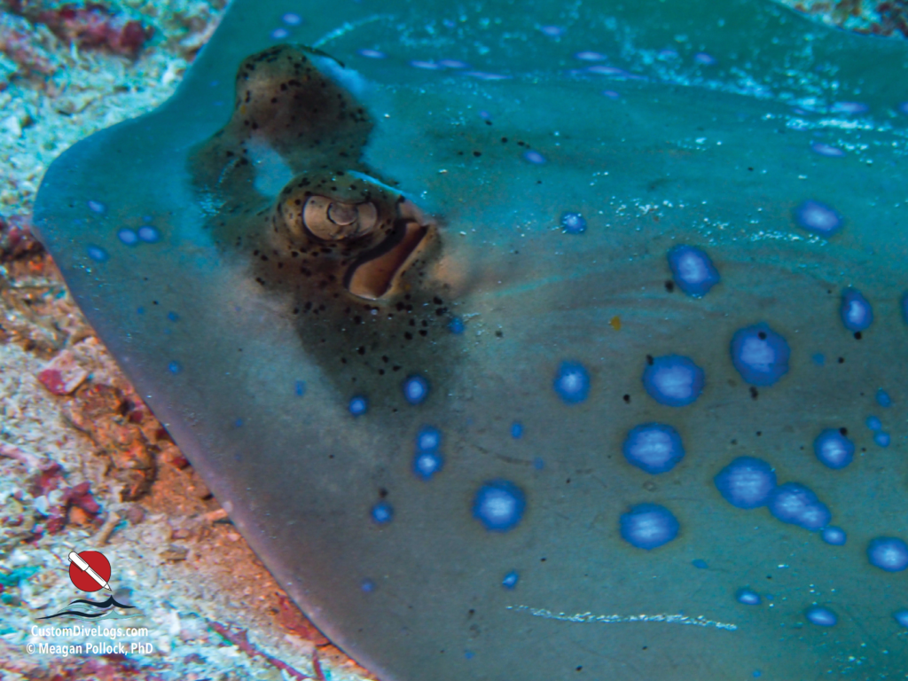 Photos – Custom Dive Logs