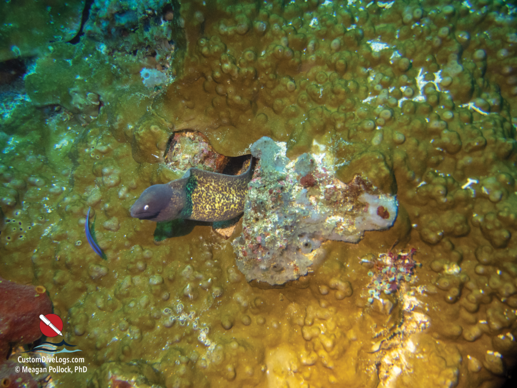 Photos – Custom Dive Logs