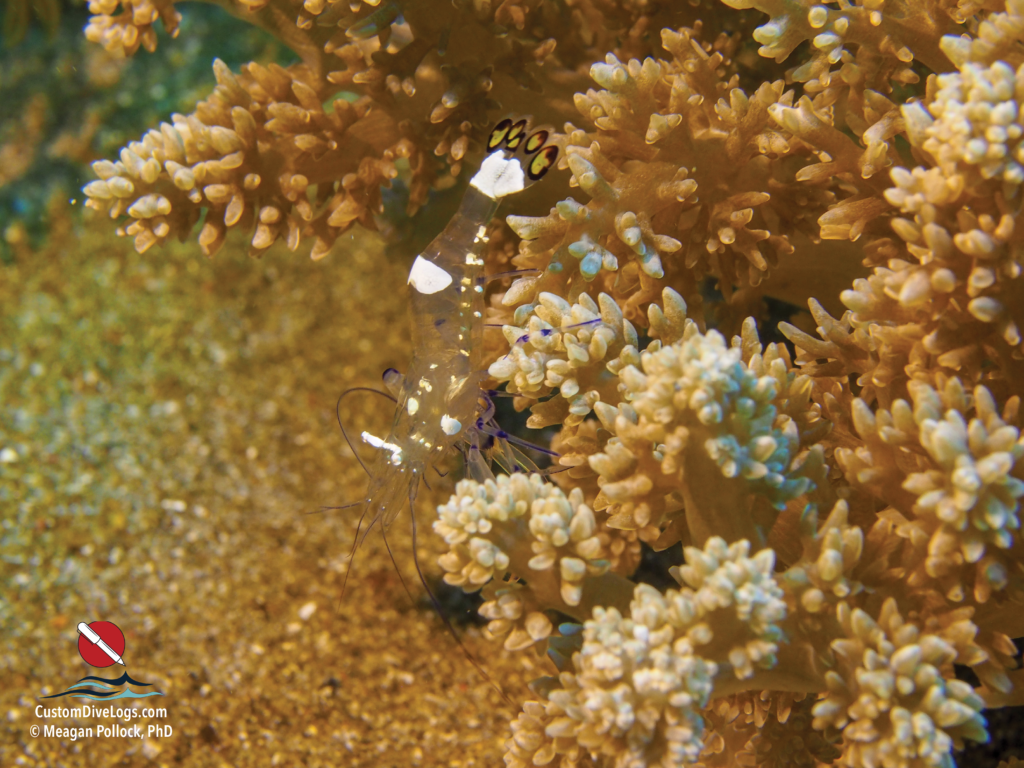 Photos – Custom Dive Logs