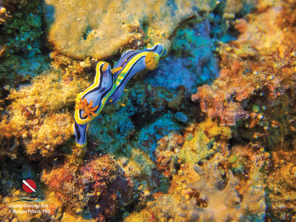 Photos – Custom Dive Logs