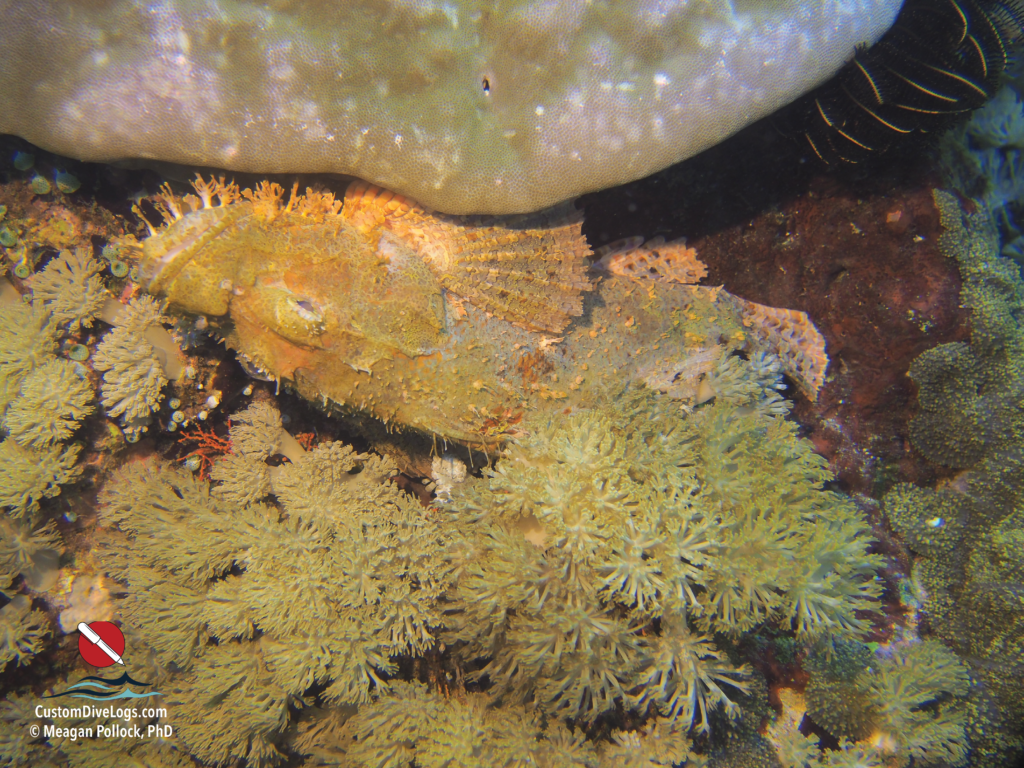 Photos – Custom Dive Logs