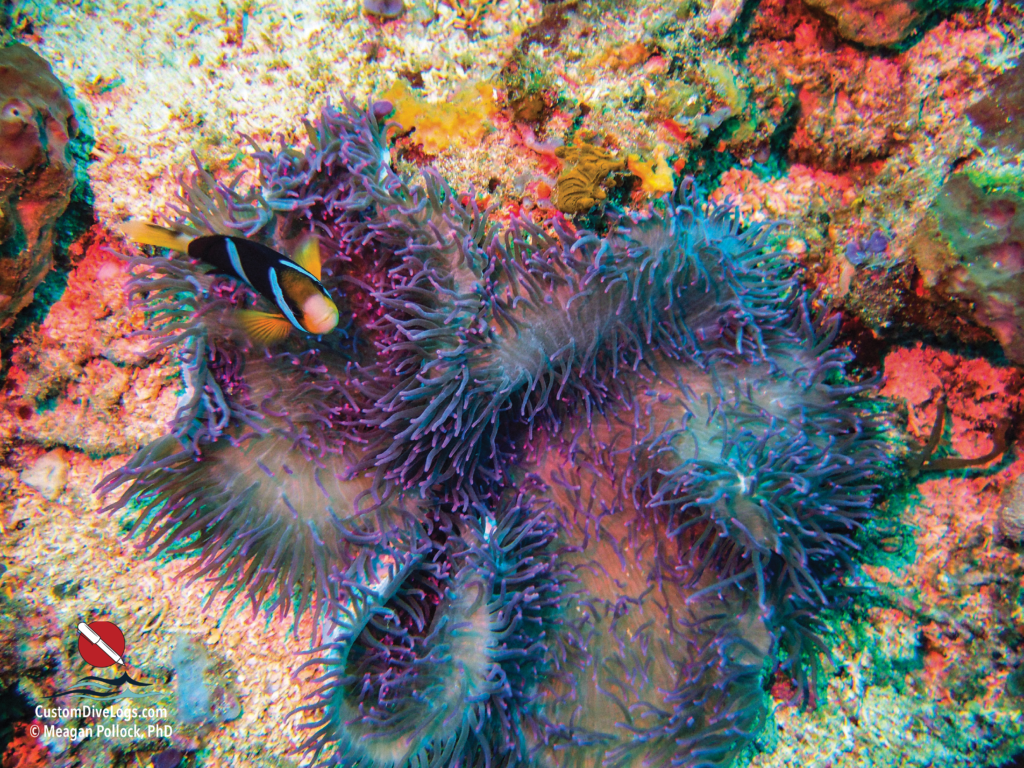 Photos – Custom Dive Logs